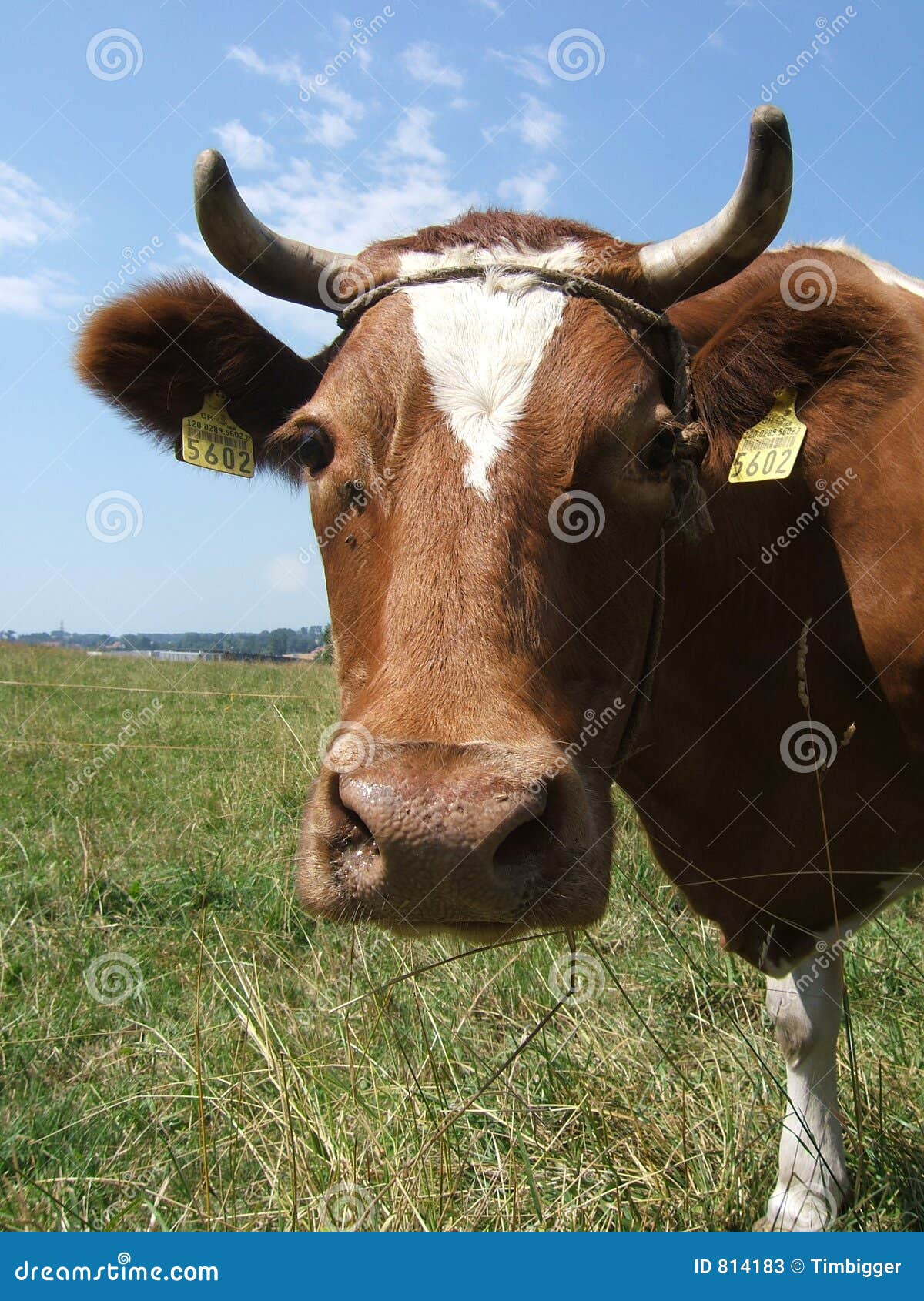 Mucca svizzera immagine stock. Immagine di svizzera, cielo - 814183