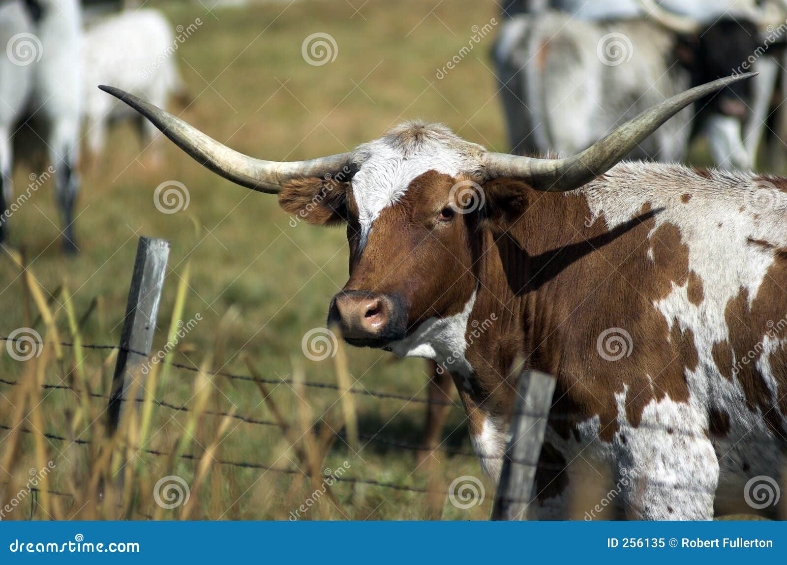 Mucca texana immagine stock. Immagine di longhorn, agricoltura - 256135