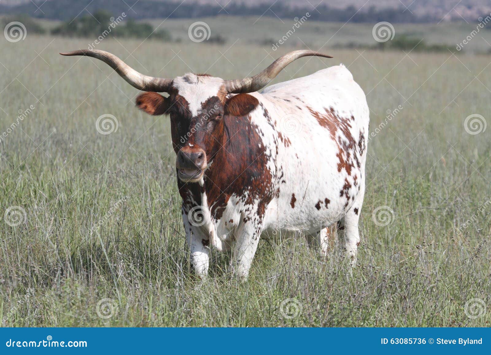 Mucca Texana Bull Del Texas Fotografia Stock - Immagine di selvaggio ...