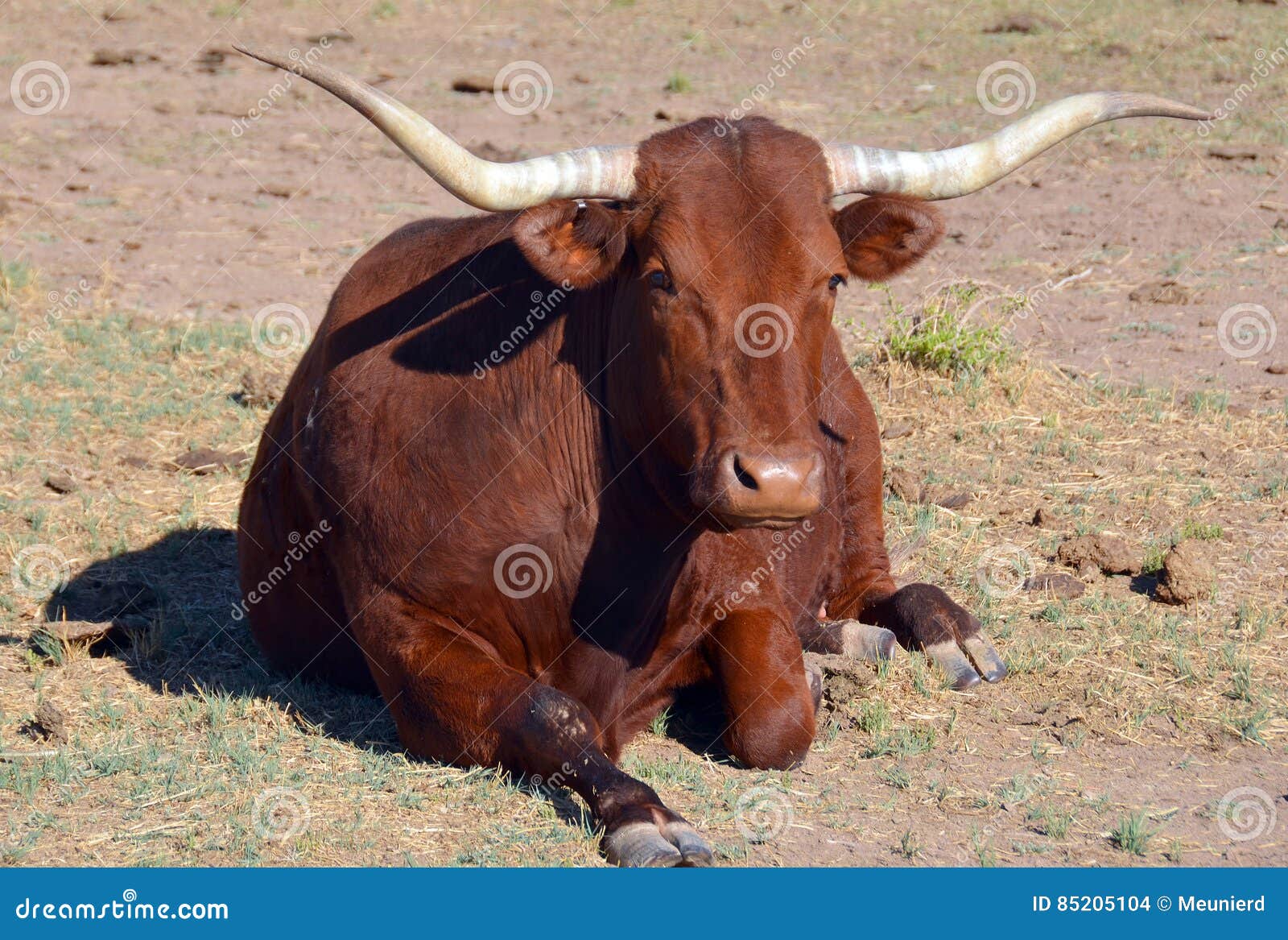 Mucca texana del Texas fotografia stock. Immagine di bestiami - 85205104