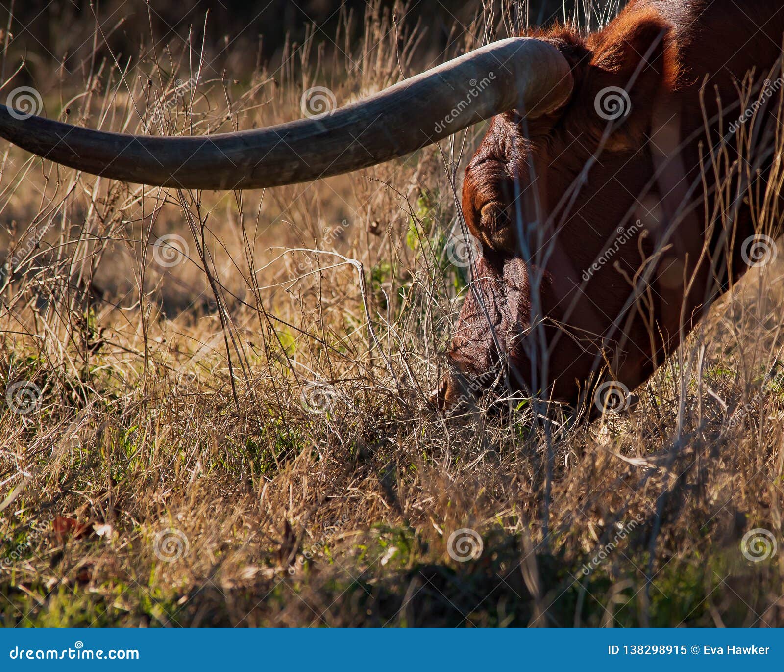 Mucca Texana Vicino Ad Austin, Il Texas Immagine Stock - Immagine di ...