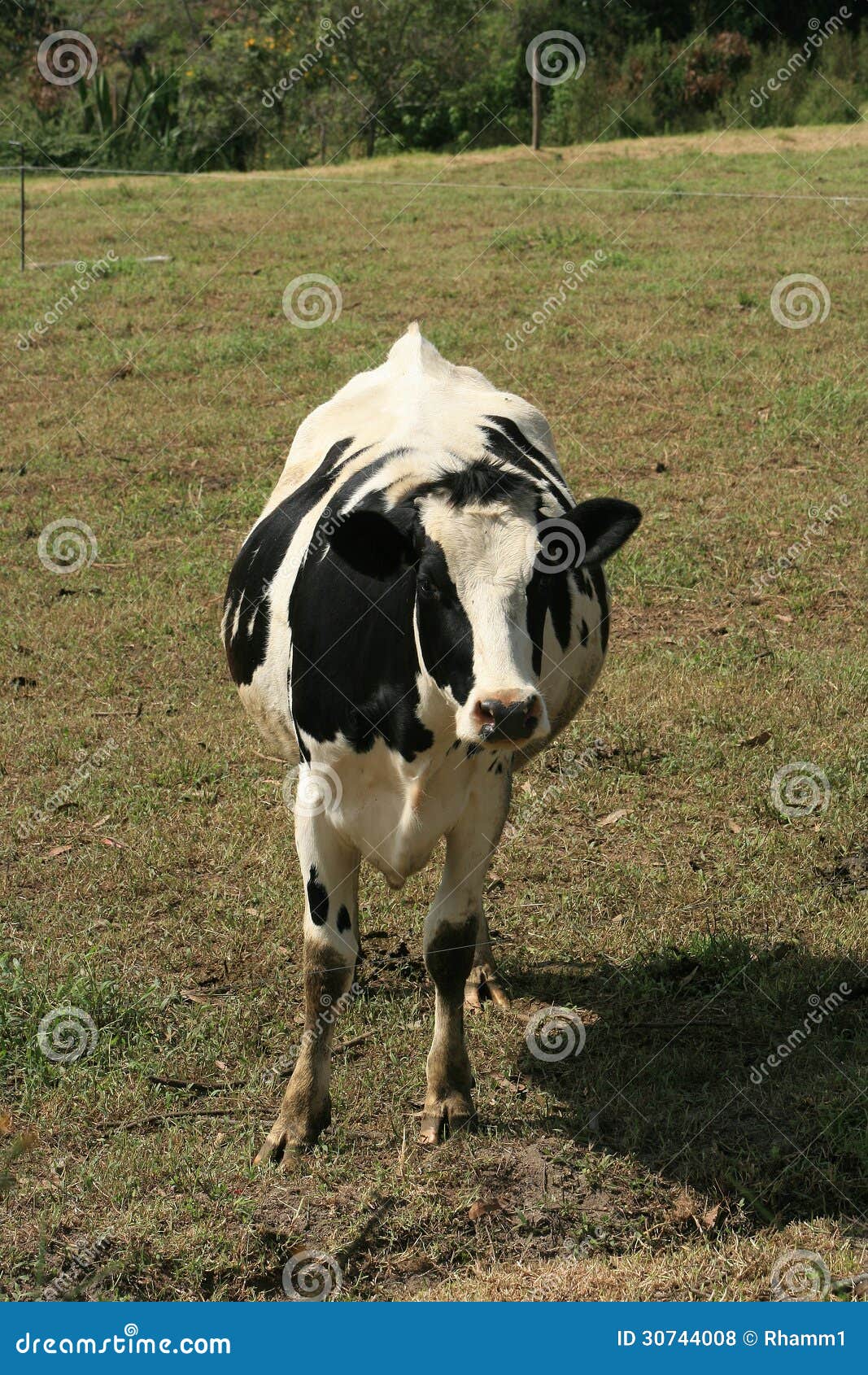 Mucca in un pascolo fotografia stock. Immagine di campo - 30744008