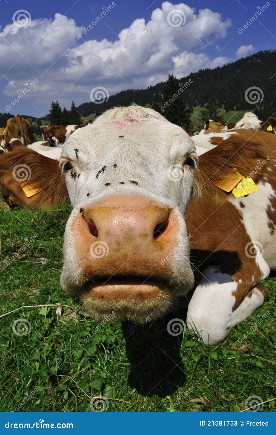 Mucche immagine stock. Immagine di pasci, pascolo, olandese - 21581753
