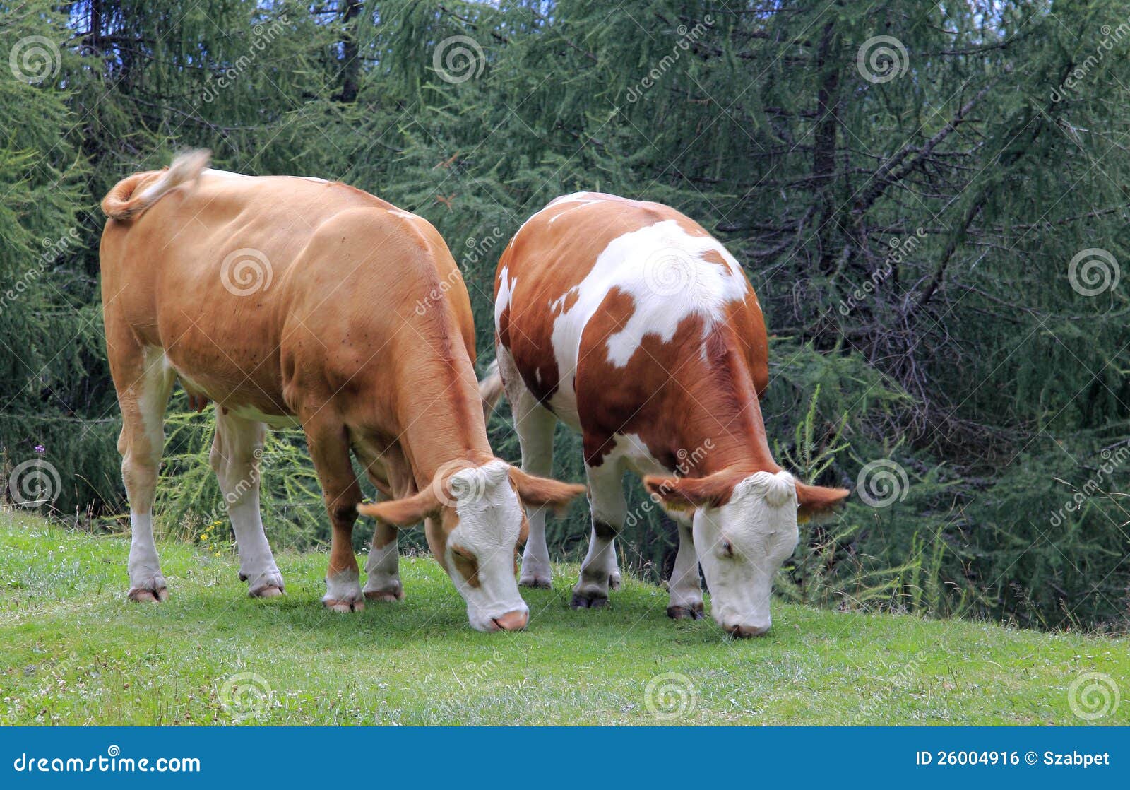 Mucche fotografia stock. Immagine di latte, prato, mucca - 26004916