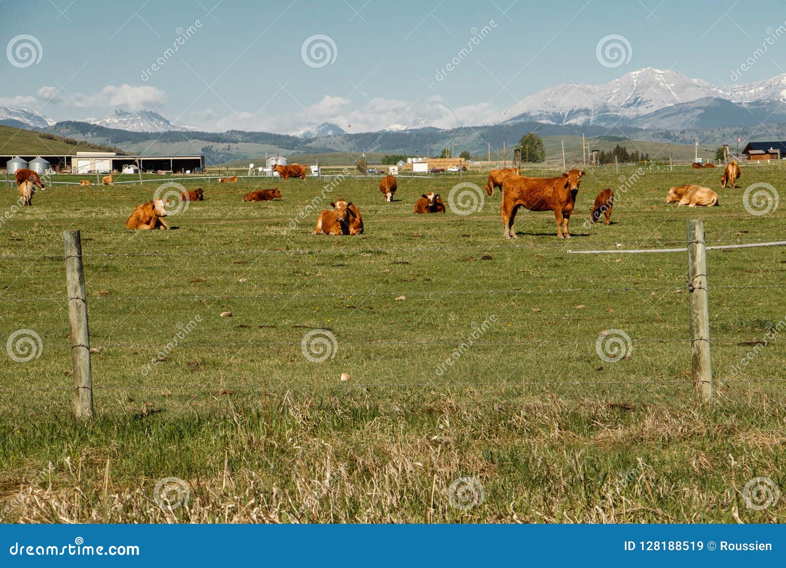 Mucche Allevate Ad Erba in Alberta Del Sud, Canada Immagine Stock ...