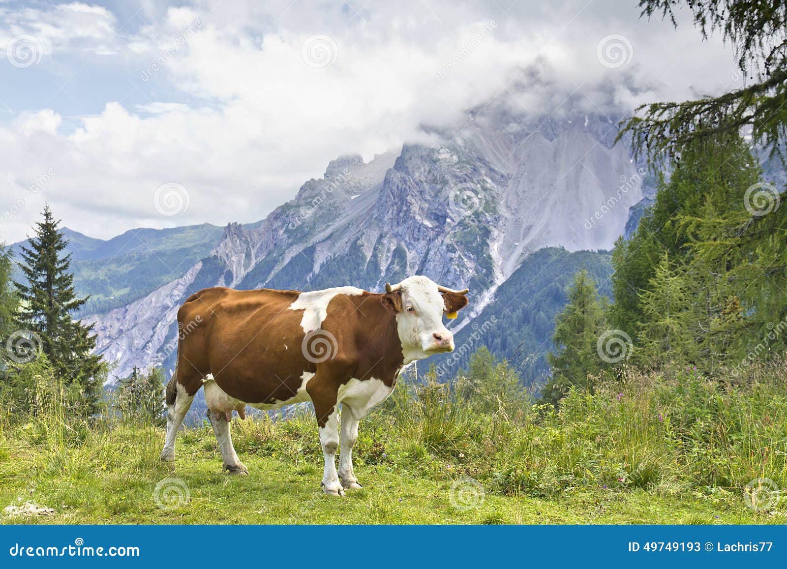 Mucche stock image. Image of country, meadow, alps, horns - 49749193