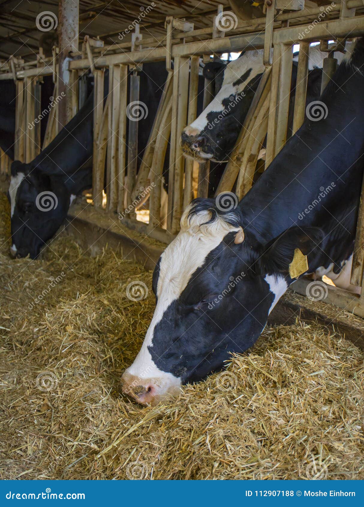 Mucche Che Mangiano in Una Stalla Fotografia Stock - Immagine di fieno ...