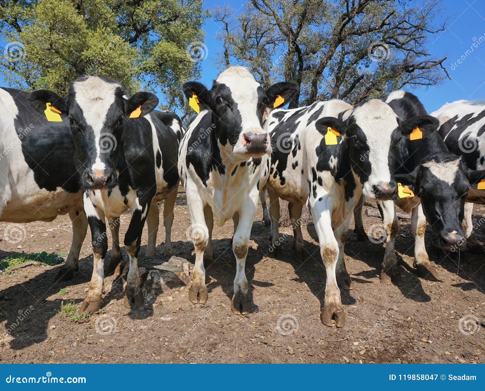 Mucche Da Latte in Un Campo Catalogna Spagna Immagine Stock - Immagine ...