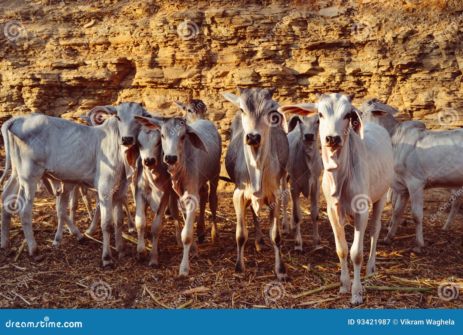 Mucche Dei Vitelli, Del Vitello E Del Bambino Immagine Stock - Immagine ...