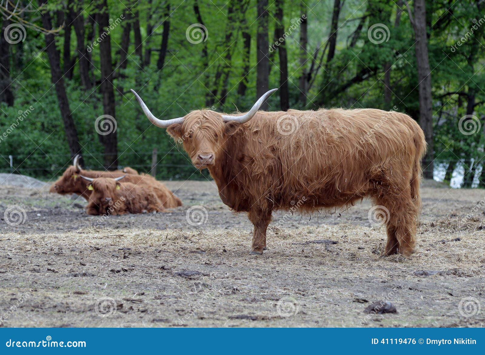 Mucche Della Razza Da Carne Fotografia Stock - Immagine di mammifero ...