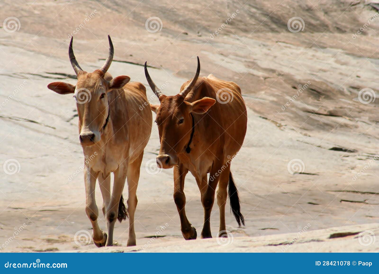 Mucche indiane fotografia stock. Immagine di grande, toro - 28421078