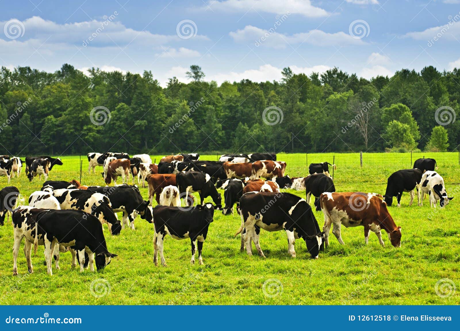 Mucche in pascolo fotografia stock. Immagine di canada - 12612518