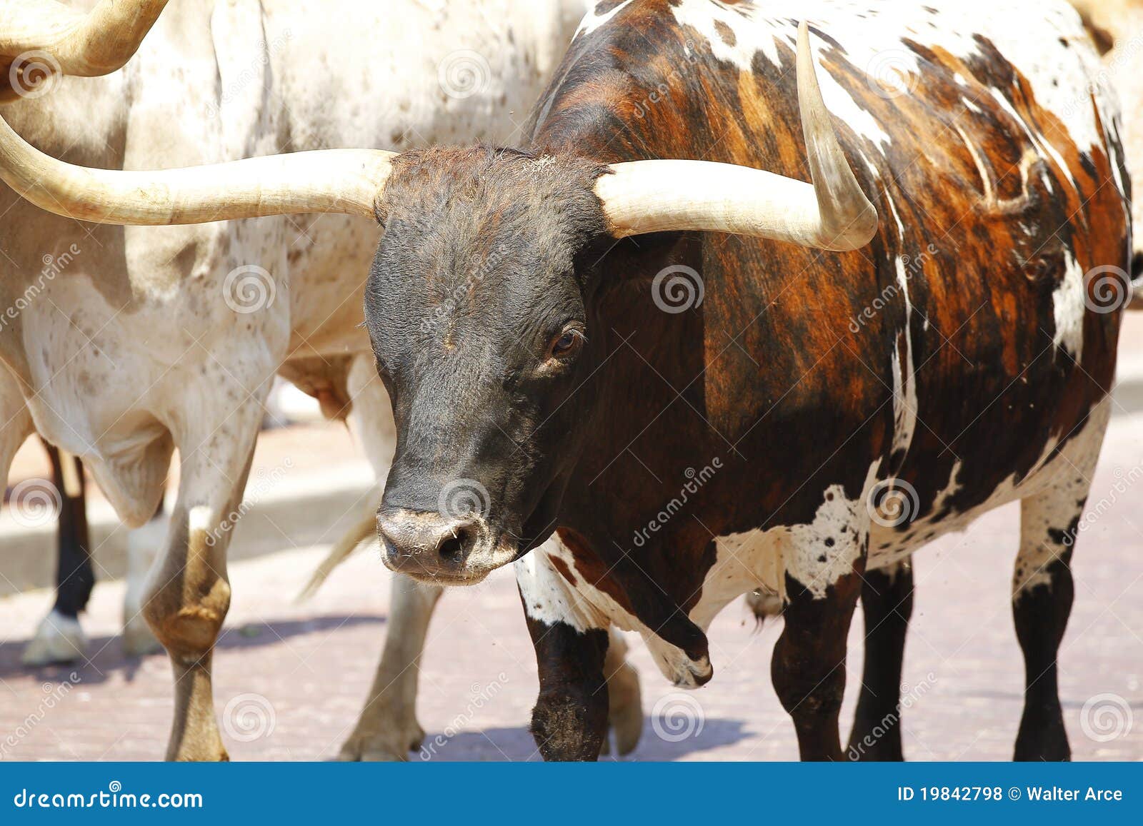 Mucche texane fotografia stock. Immagine di corno, nave - 19842798