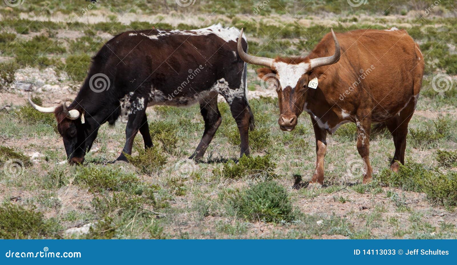 Mucche texane del Texas immagine stock. Immagine di rinforzi - 14113033