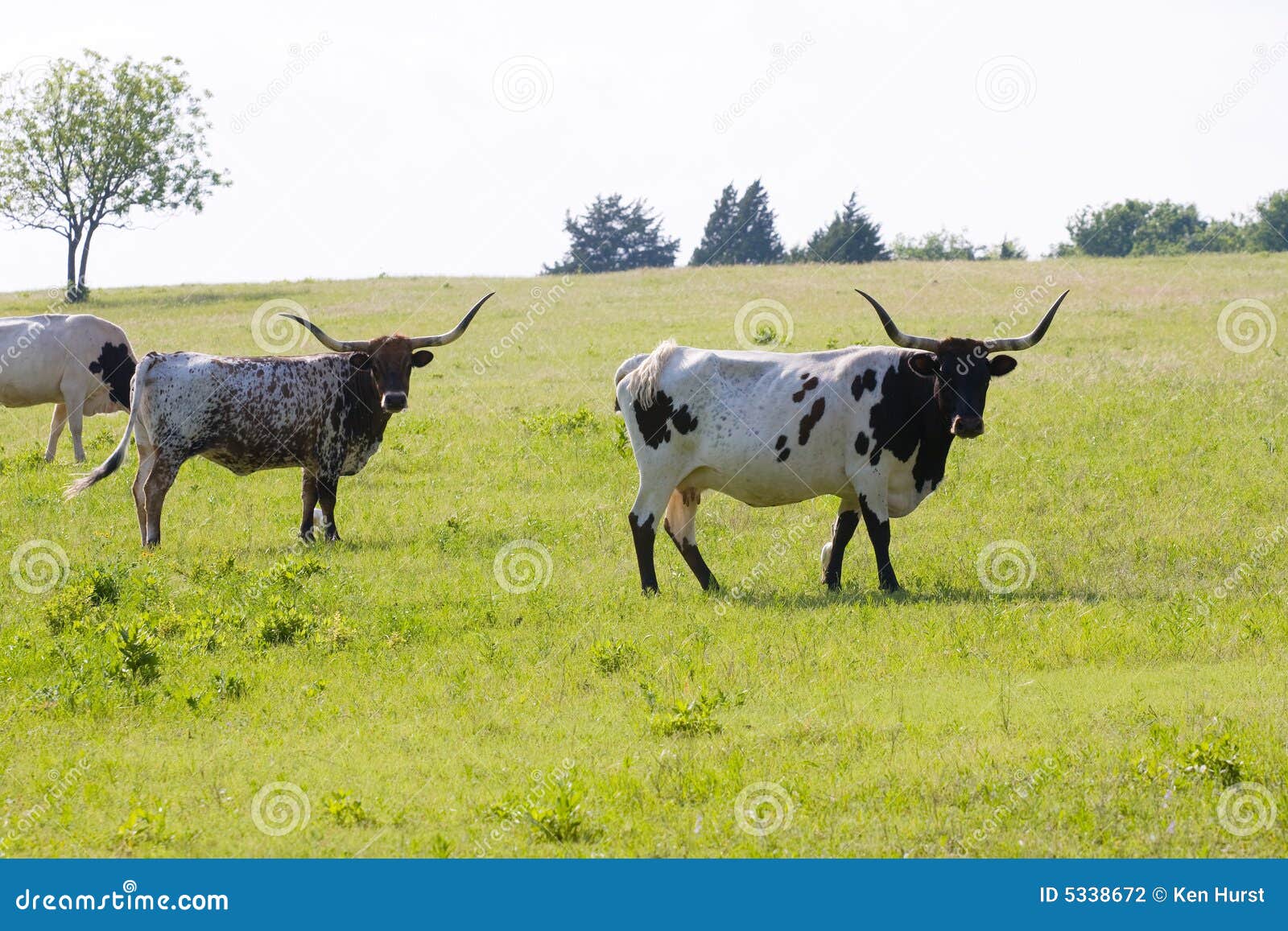 Mucche texane del Texas fotografia stock. Immagine di carne - 5338672