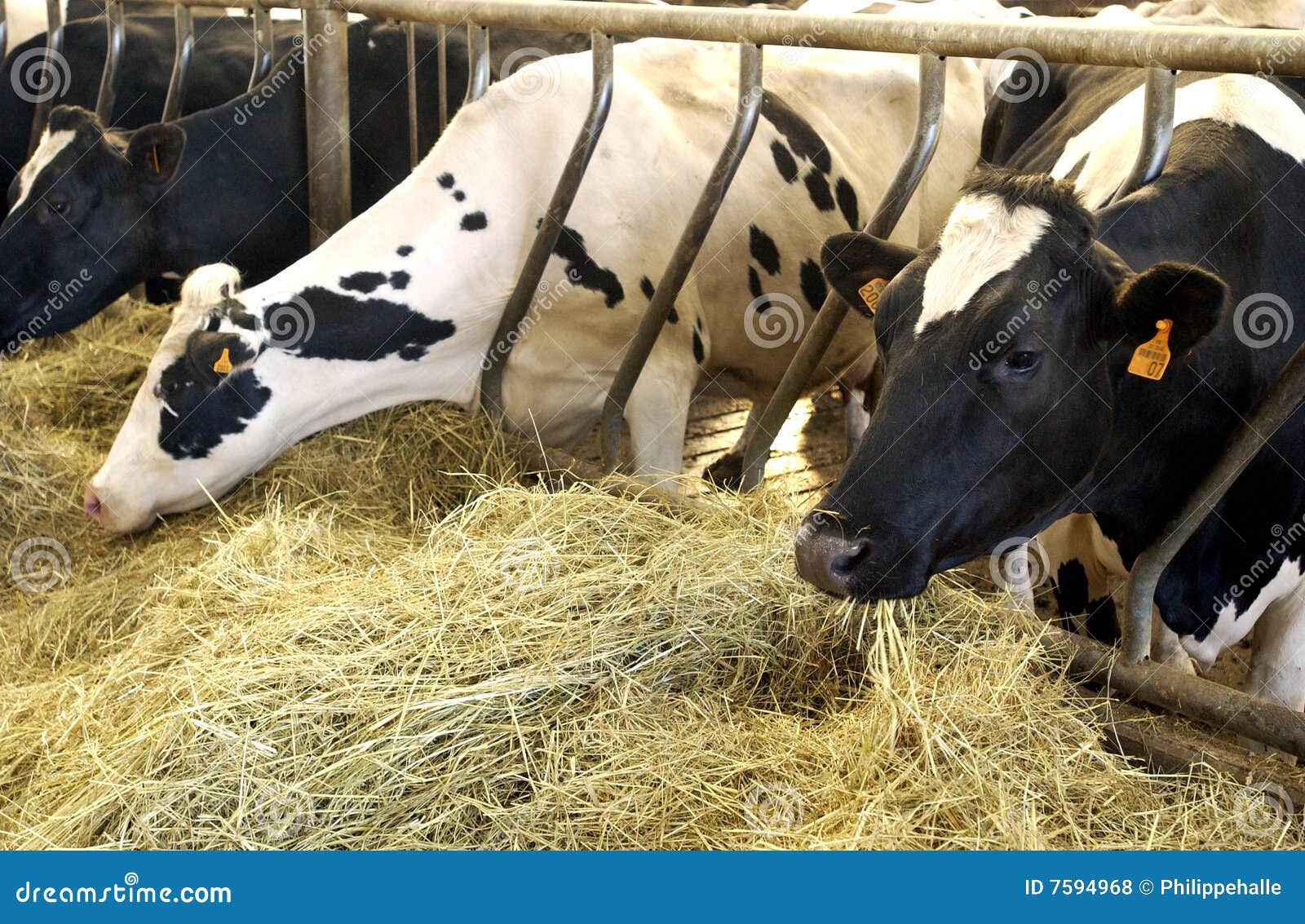 Mucche in una fattoria fotografia stock. Immagine di mucca - 7594968