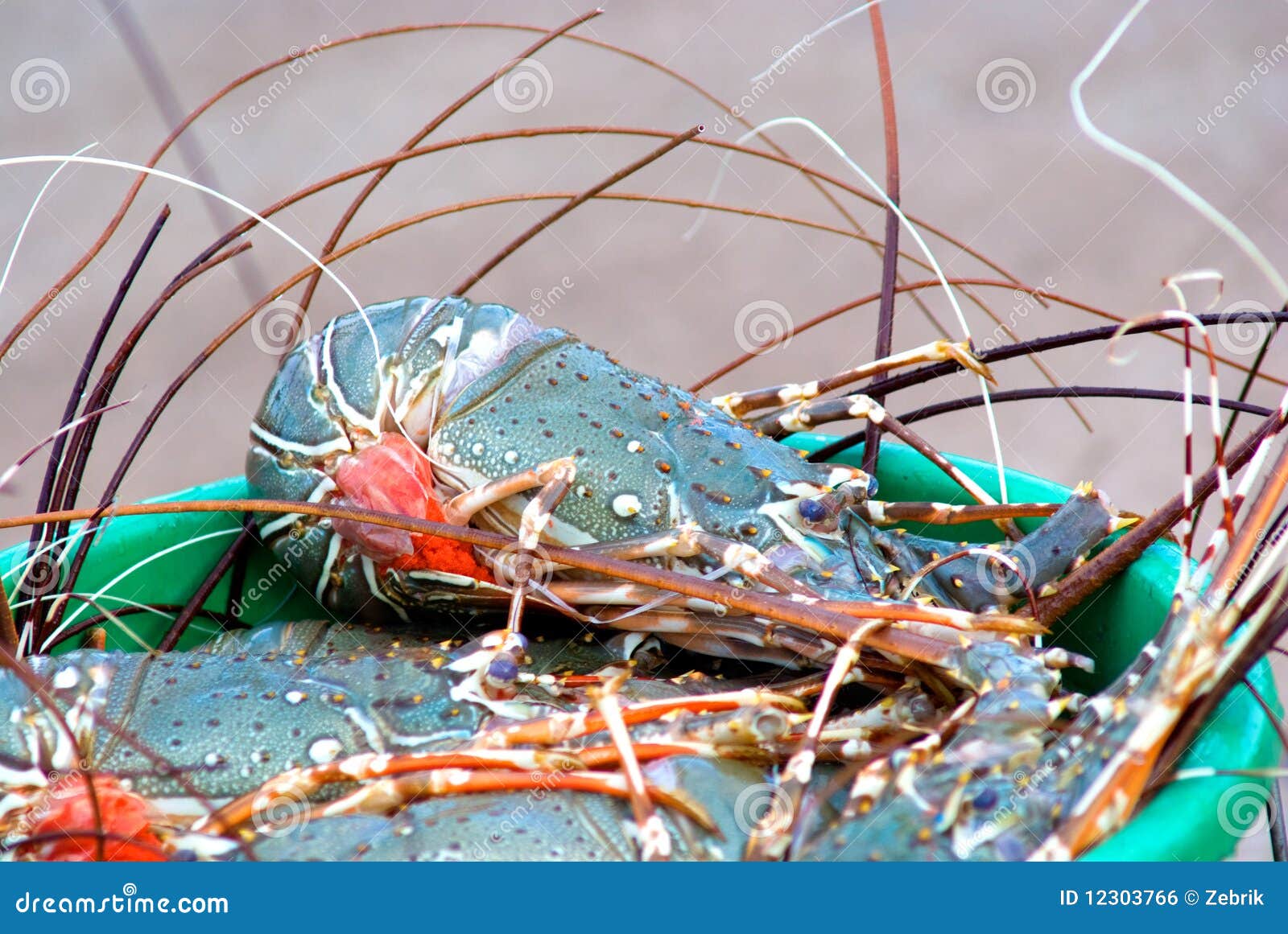 Mucchio dei lobters fotografia stock. Immagine di vivere - 12303766