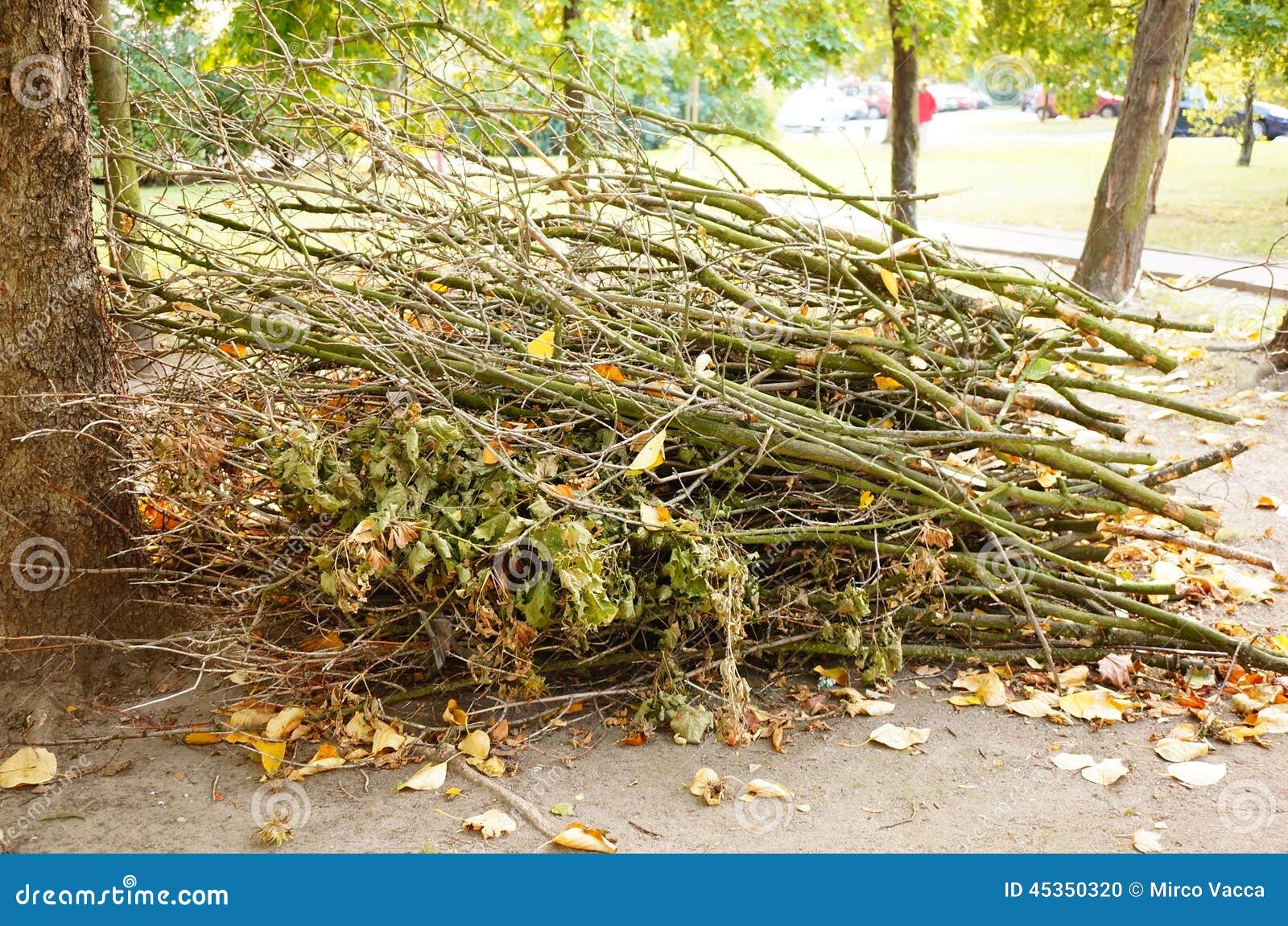 Mucchio dei ramoscelli fotografia stock. Immagine di parco - 45350320