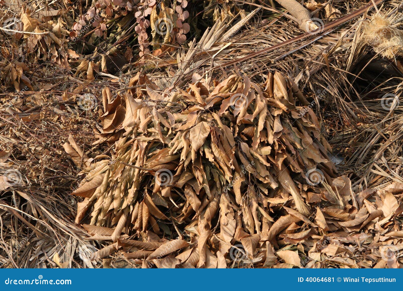 Mucchio della pianta secca immagine stock. Immagine di spreco - 40064681