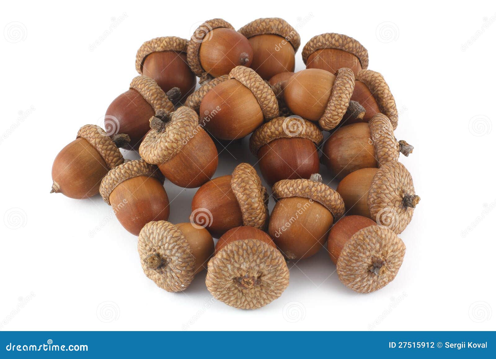 Mucchio delle ghiande fotografia stock. Immagine di frutta - 27515912