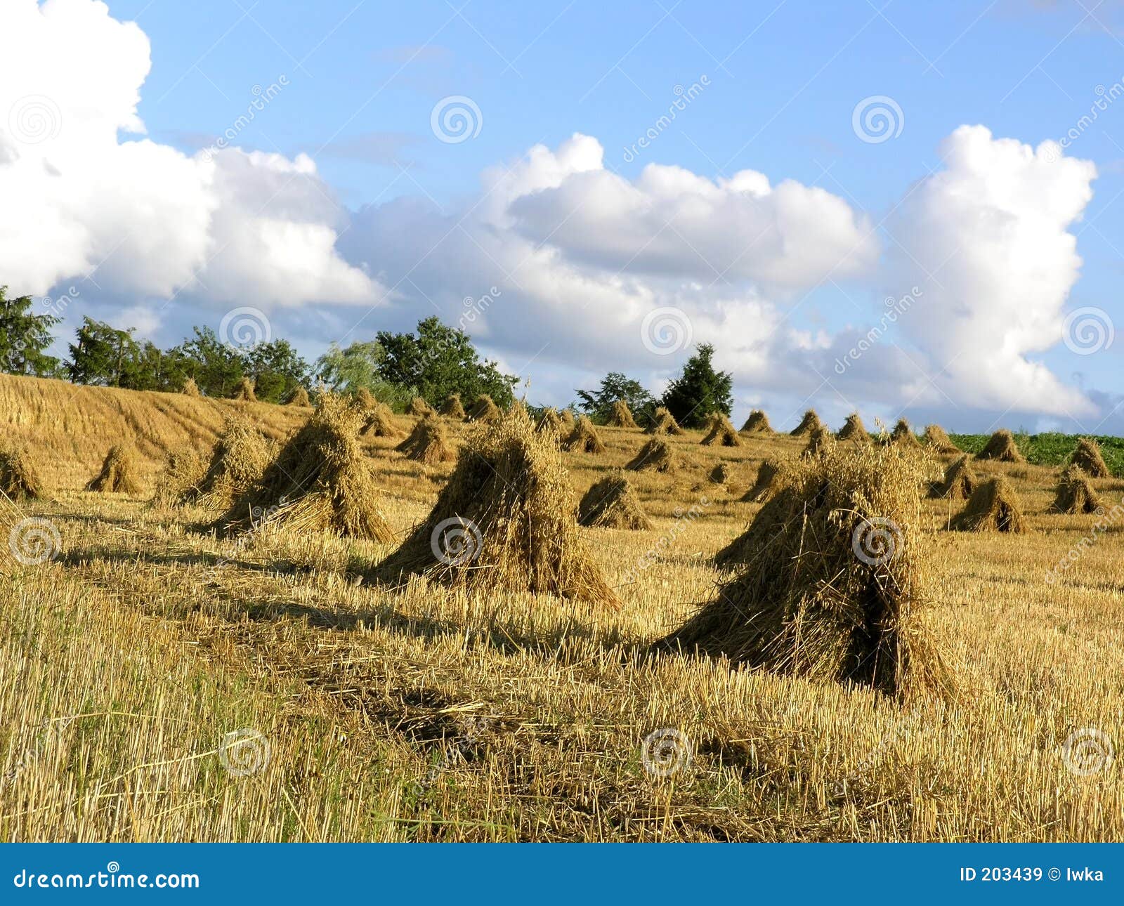 Mucchio di fieno immagine stock. Immagine di piante, verde - 203439