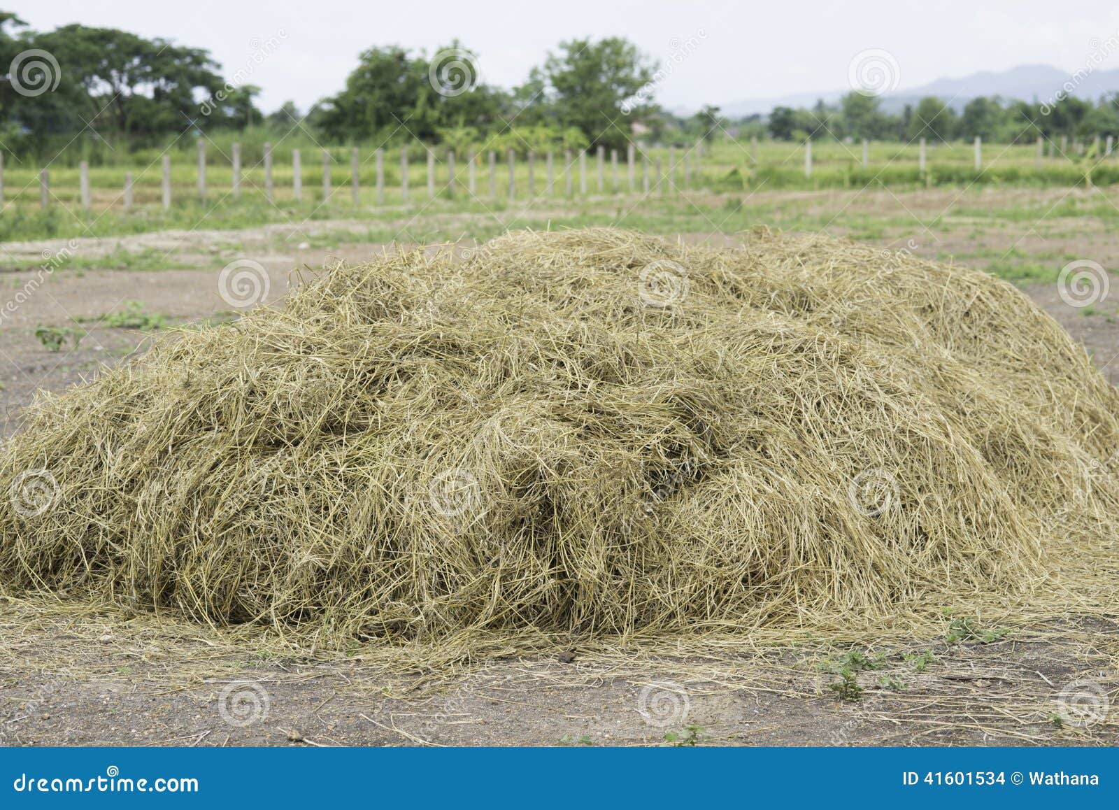 Mucchio di paglia fotografia stock. Immagine di nave - 41601534