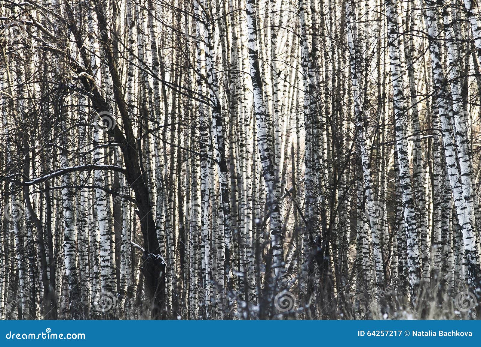 Much birch trunks stock image. Image of tree, long, birch - 64257217