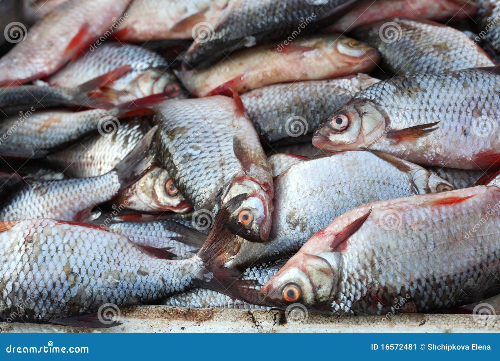 Much fresh river fish stock image. Image of silver, fish - 16572481