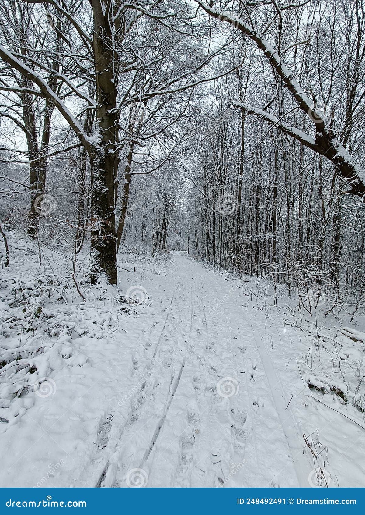 So much snow stock image. Image of winter, frost, mist - 248492491