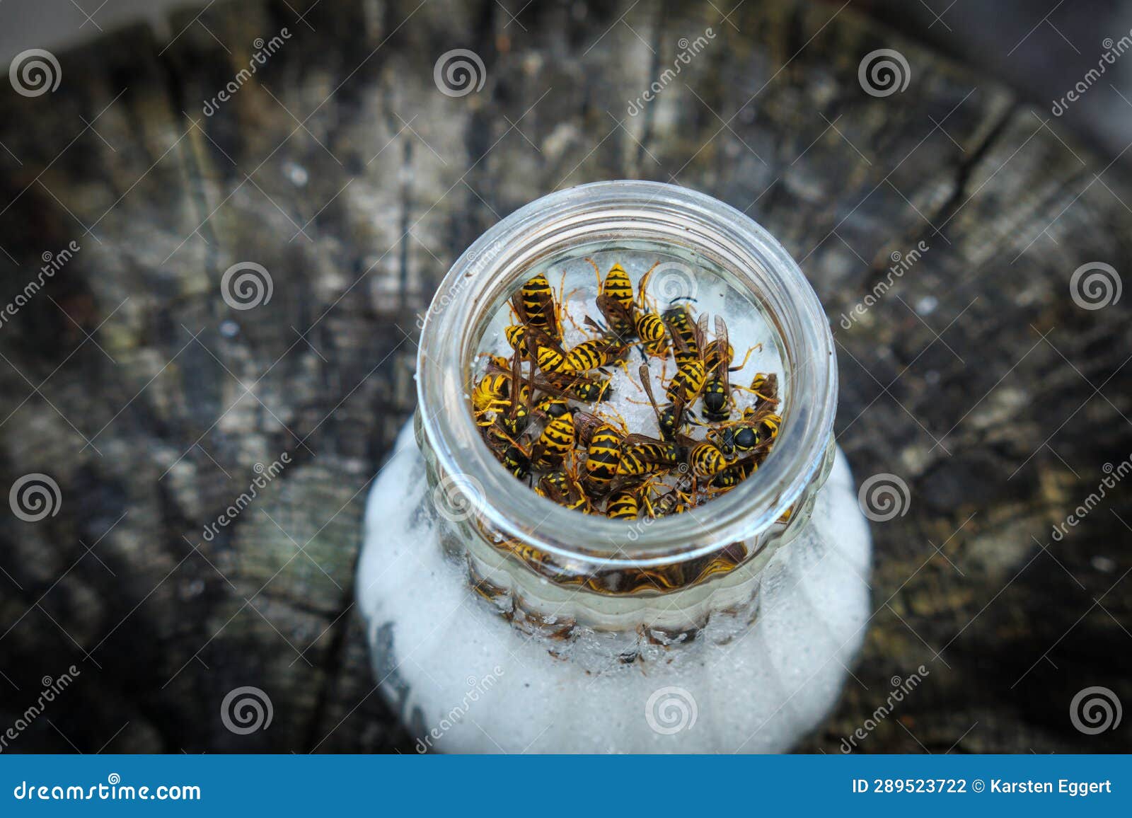 Much Wasps Eat the Sugar in a Sugar Jar Stock Photo - Image of ...