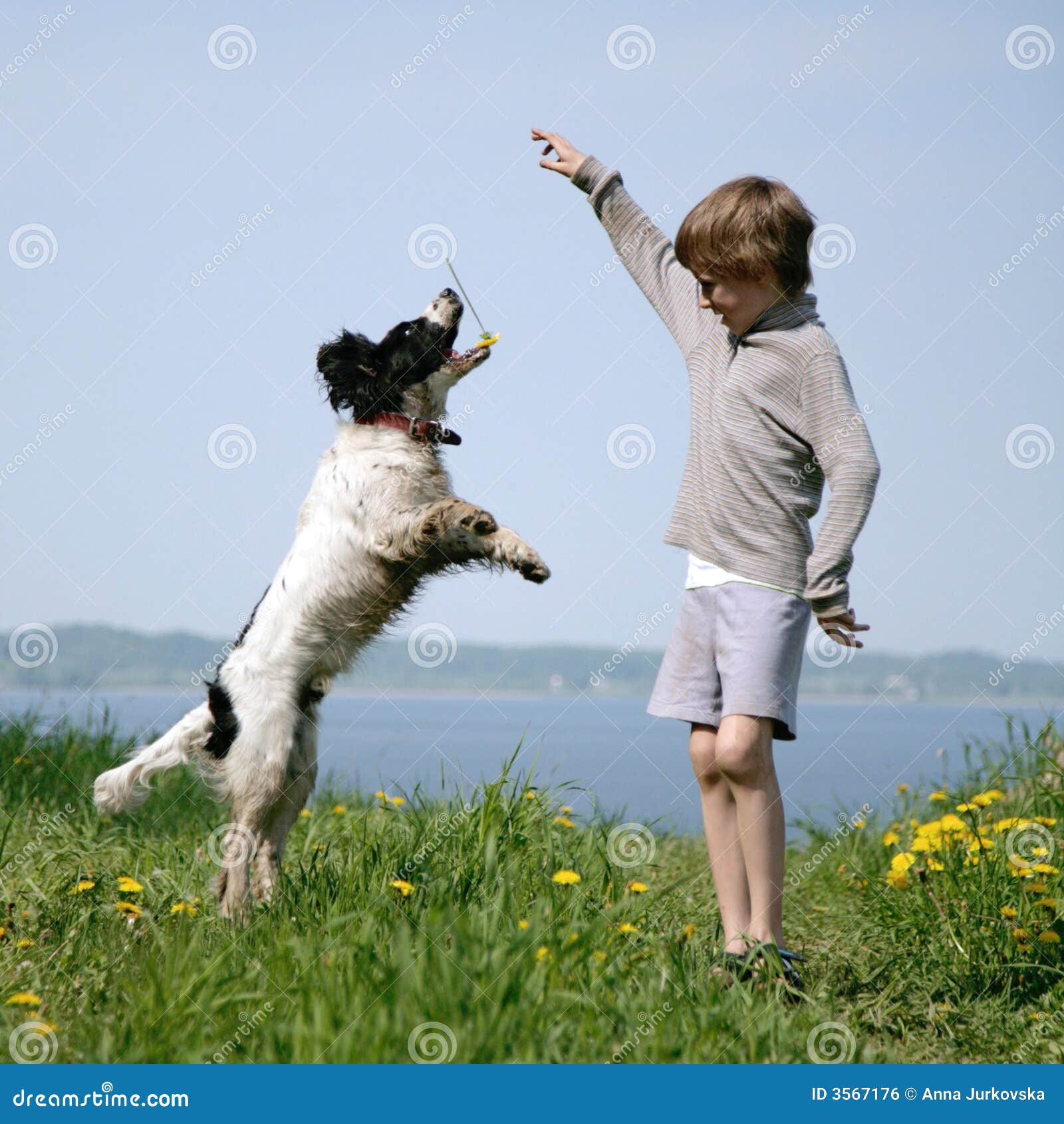 Muchacho y perro foto de archivo. Imagen de océano, parque - 3567176