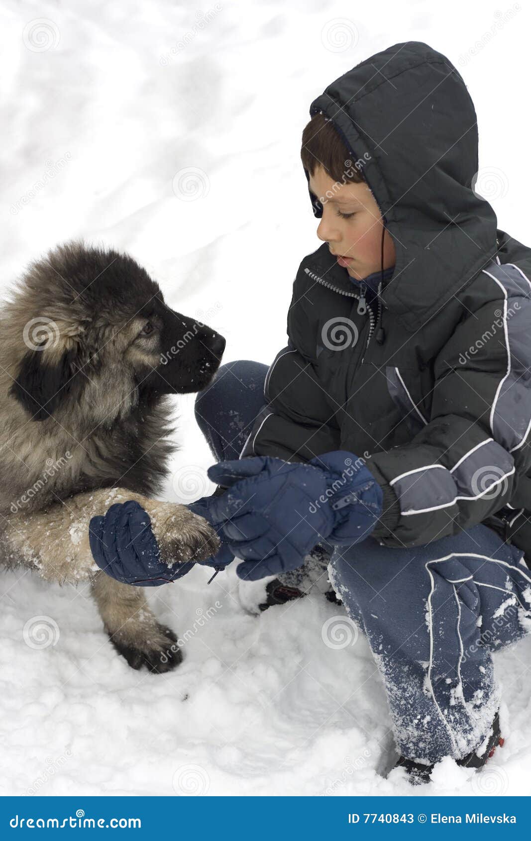 Muchacho y perro imagen de archivo. Imagen de hermoso - 7740843