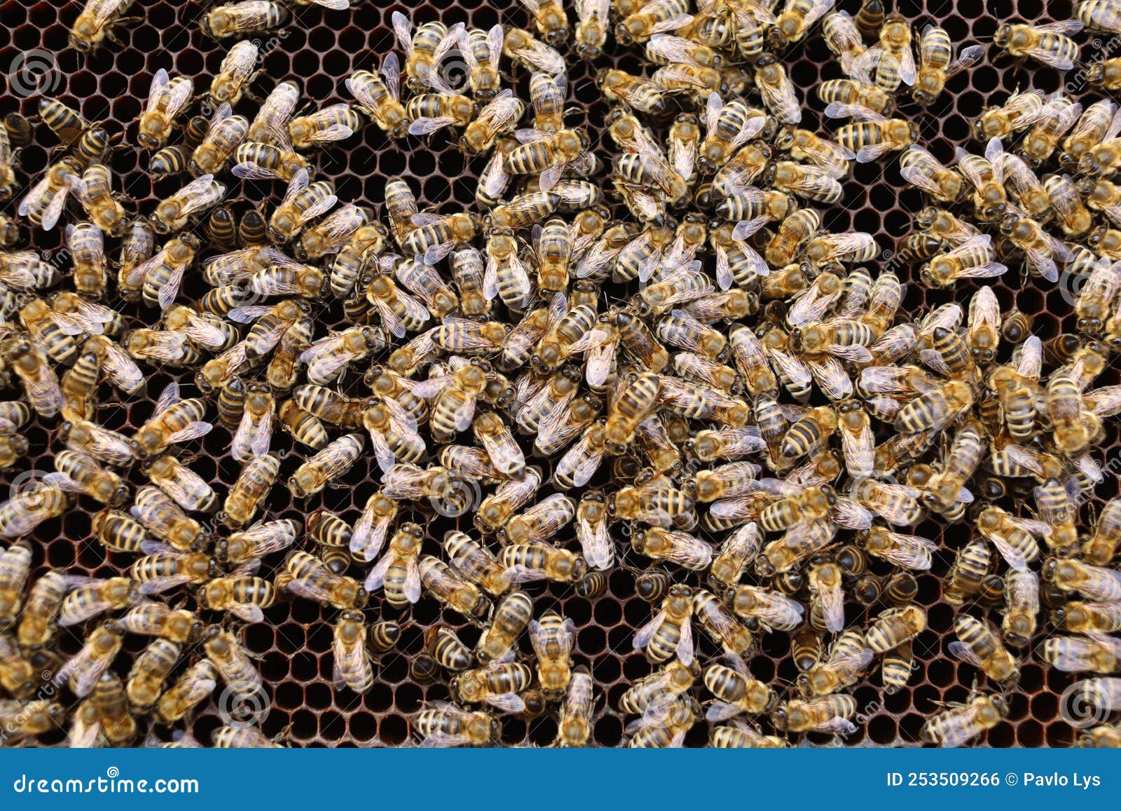 Muchas Abejas En La Colmena Foto de archivo - Imagen de apicultura ...