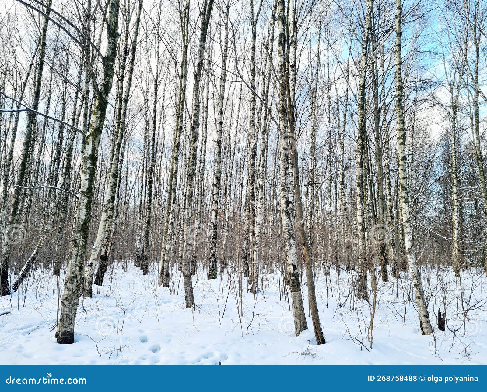 Muchas Aves En El Bosque Invernal Foto de archivo - Imagen de caminata ...