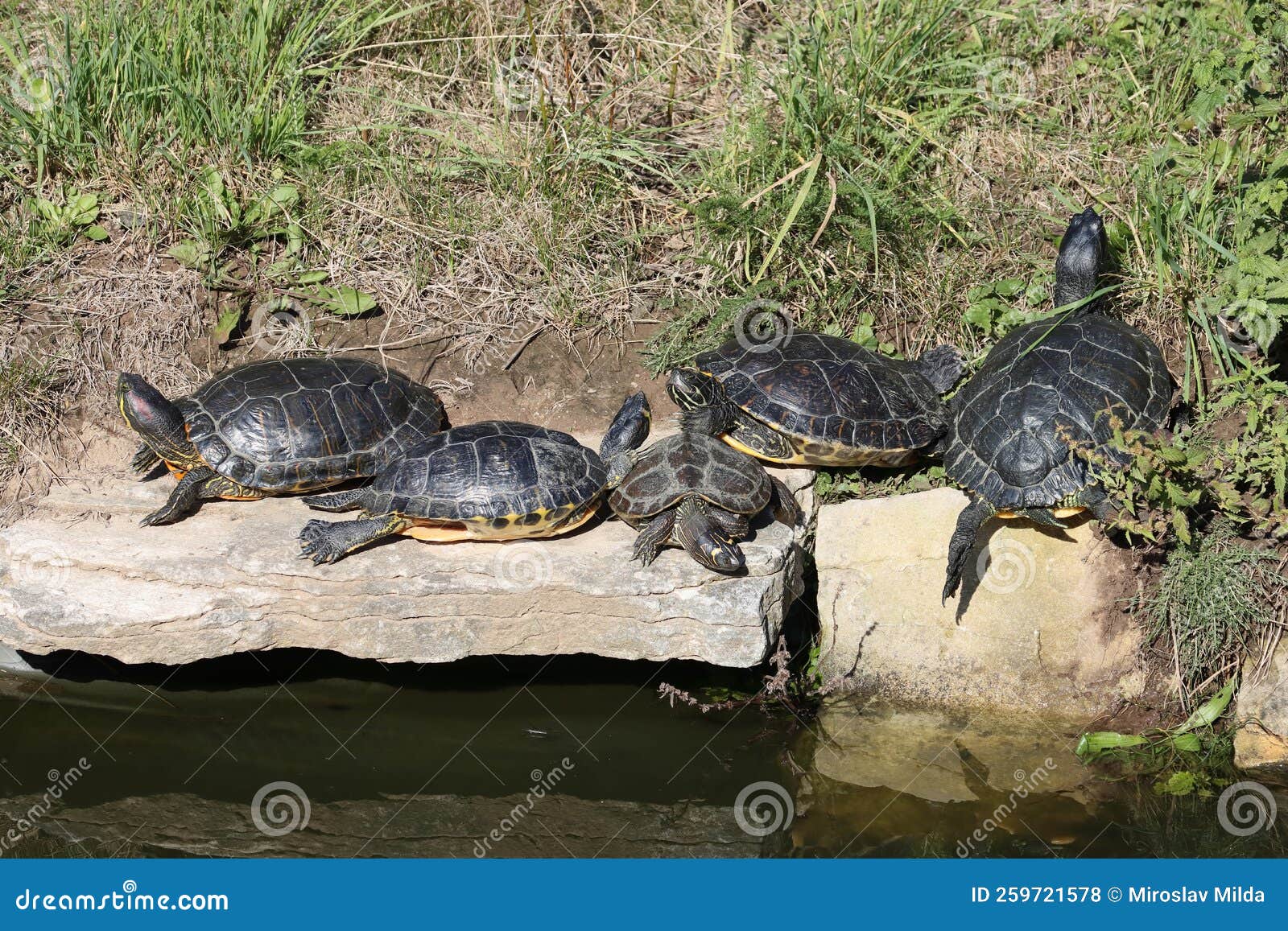 Muchas Bellas Tortugas Coloridas Foto de archivo - Imagen de charca ...