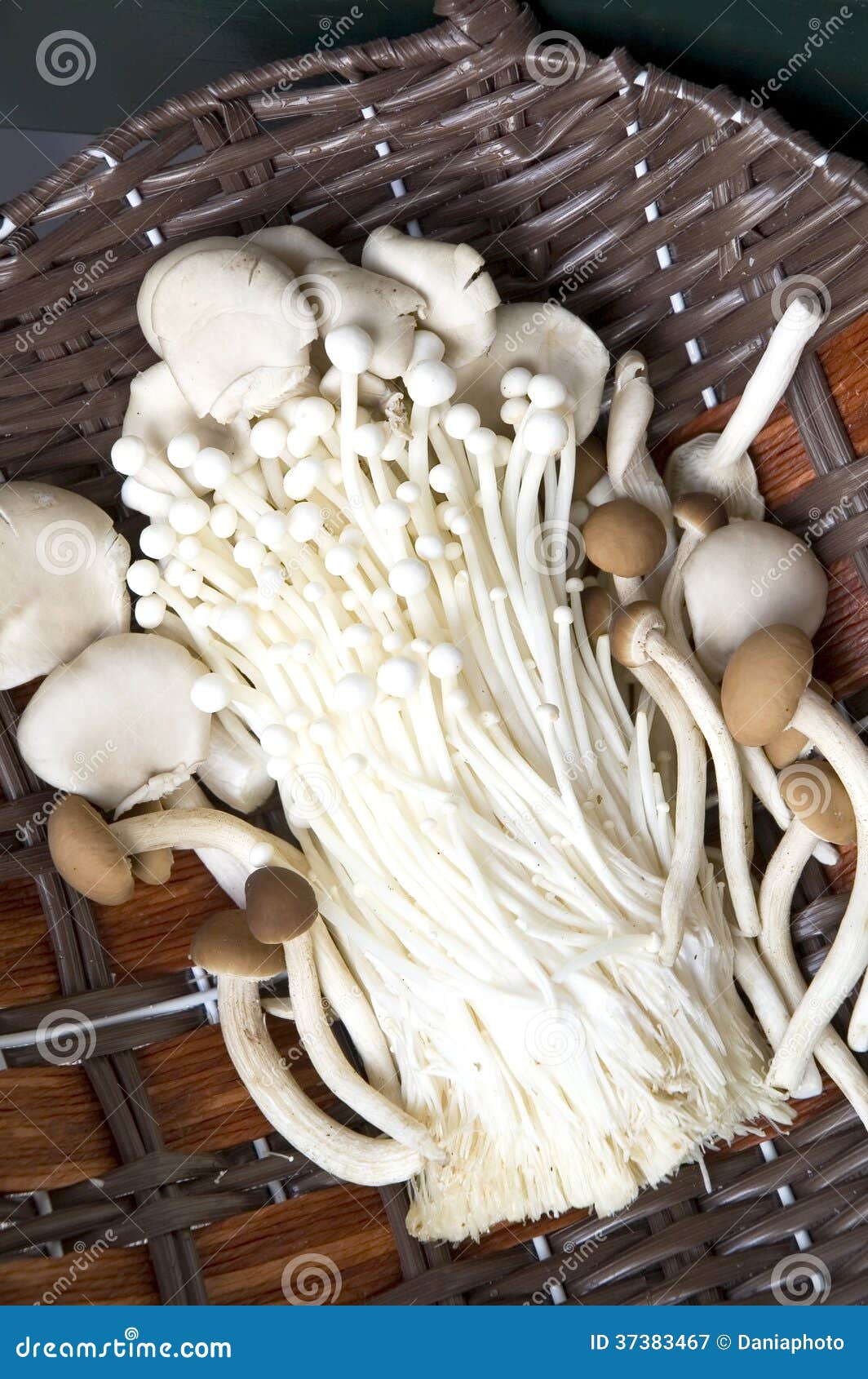 Muchas clases de setas imagen de archivo. Imagen de fibra - 37383467