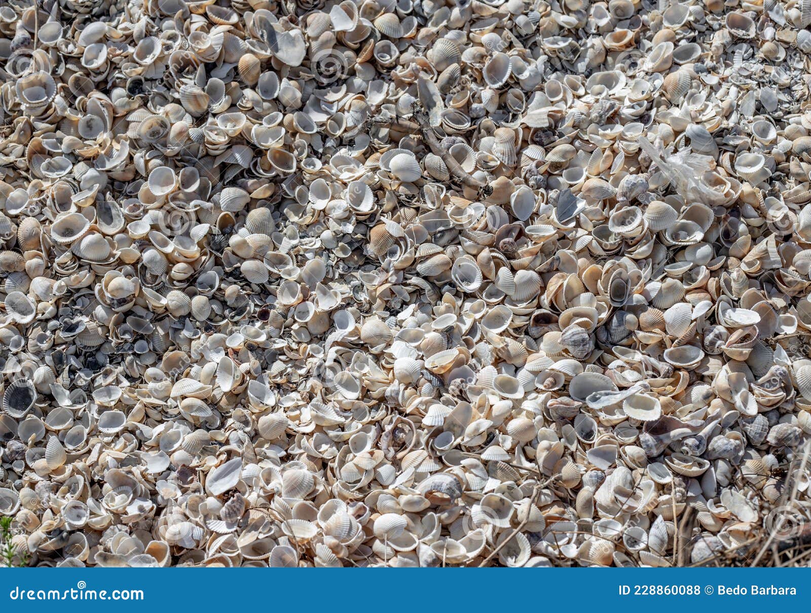 Muchas conchas en la arena foto de archivo. Imagen de océano - 228860088