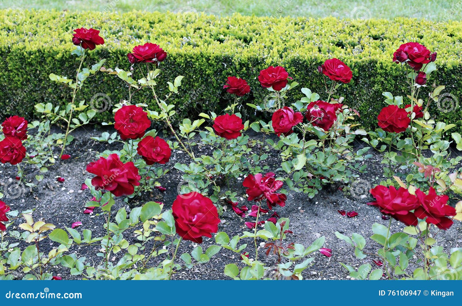 Muchas Flores De Rosas Rojas Hermosas Imagen de archivo - Imagen de ...