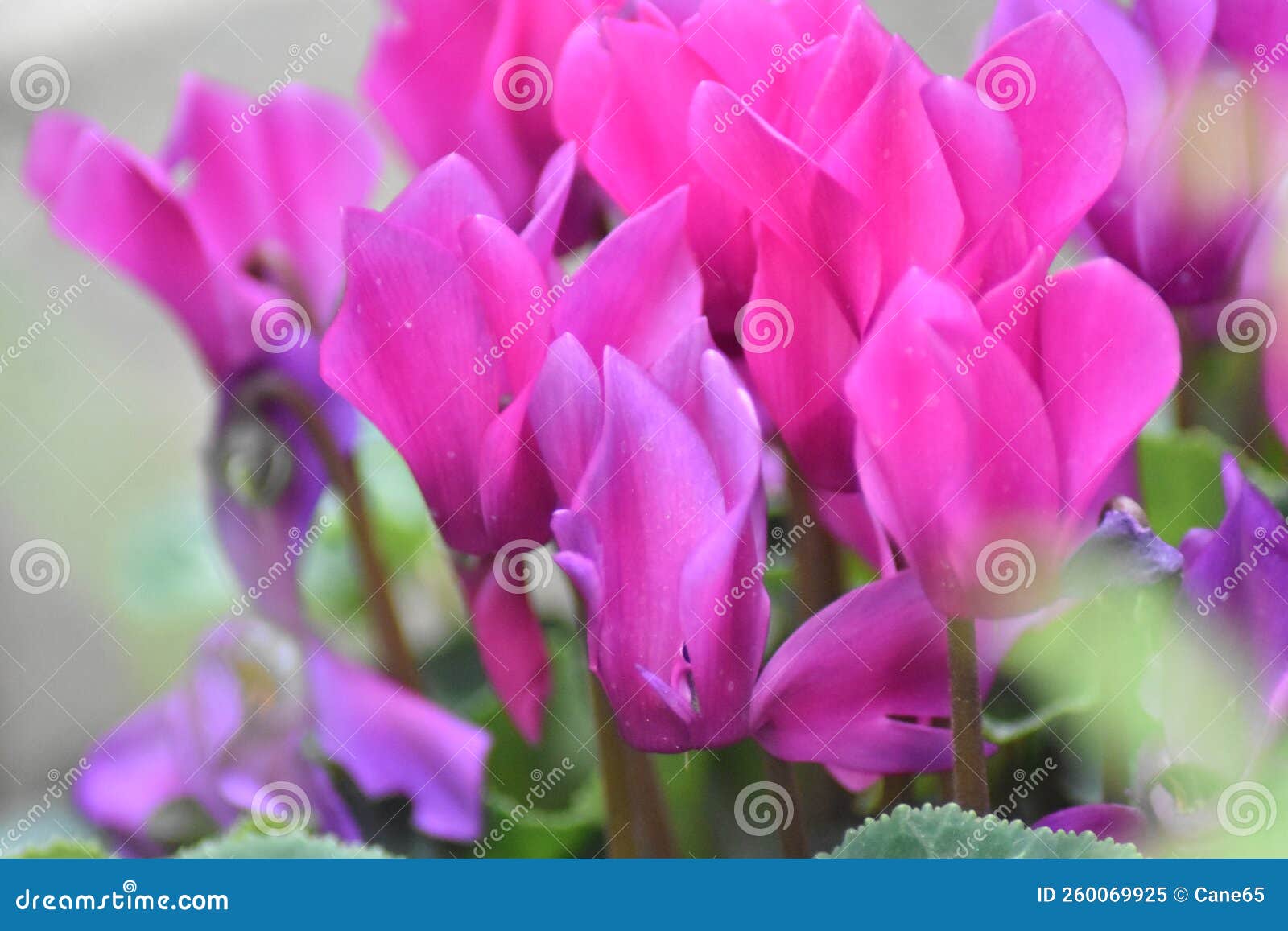 Muchas Flores De Un Ciclamen Ciclamen Imagen de archivo - Imagen de ...