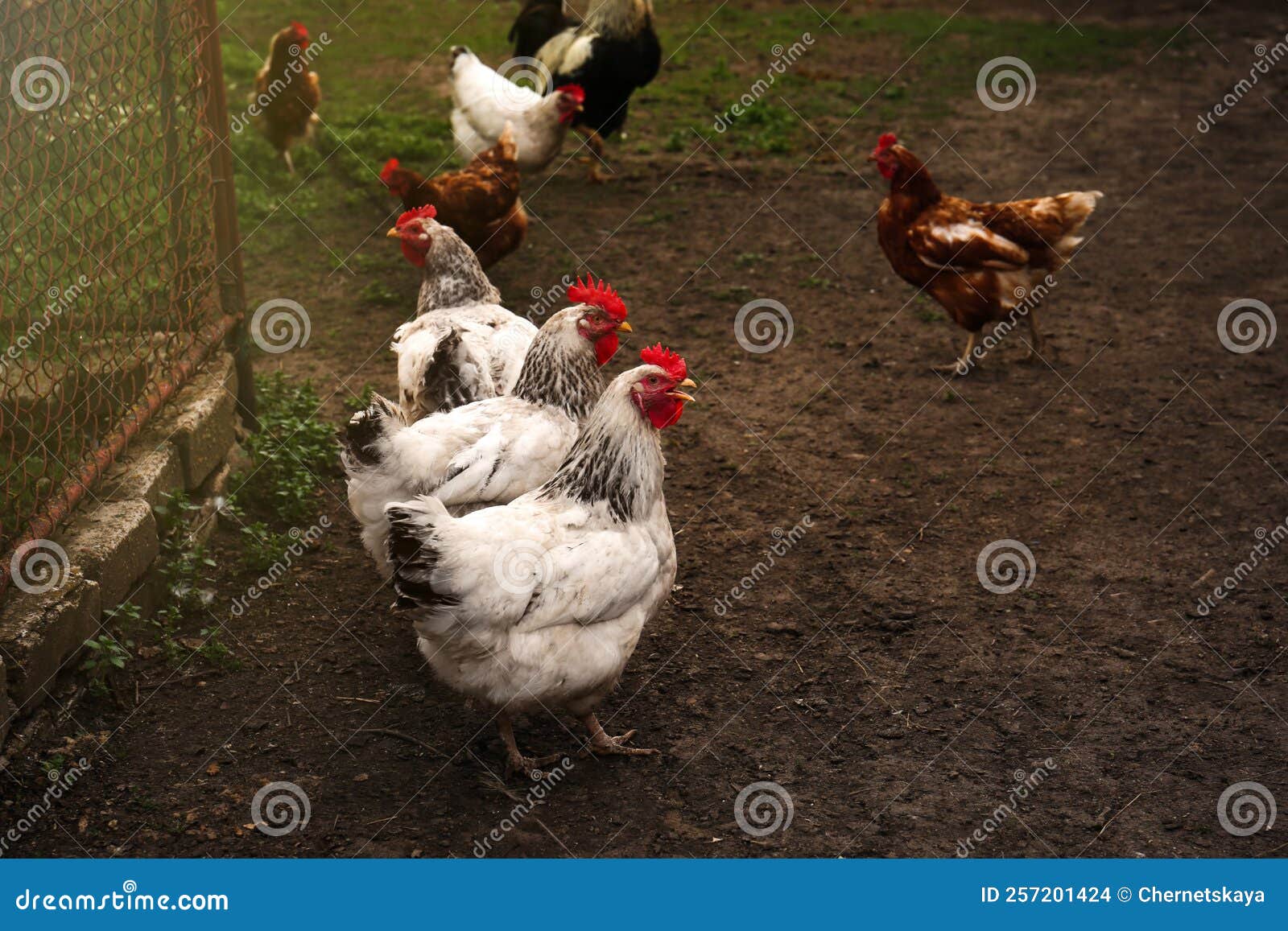 Muchas Gallinas Hermosas En Un Corral. Gallinas De Campo Libre Foto de ...