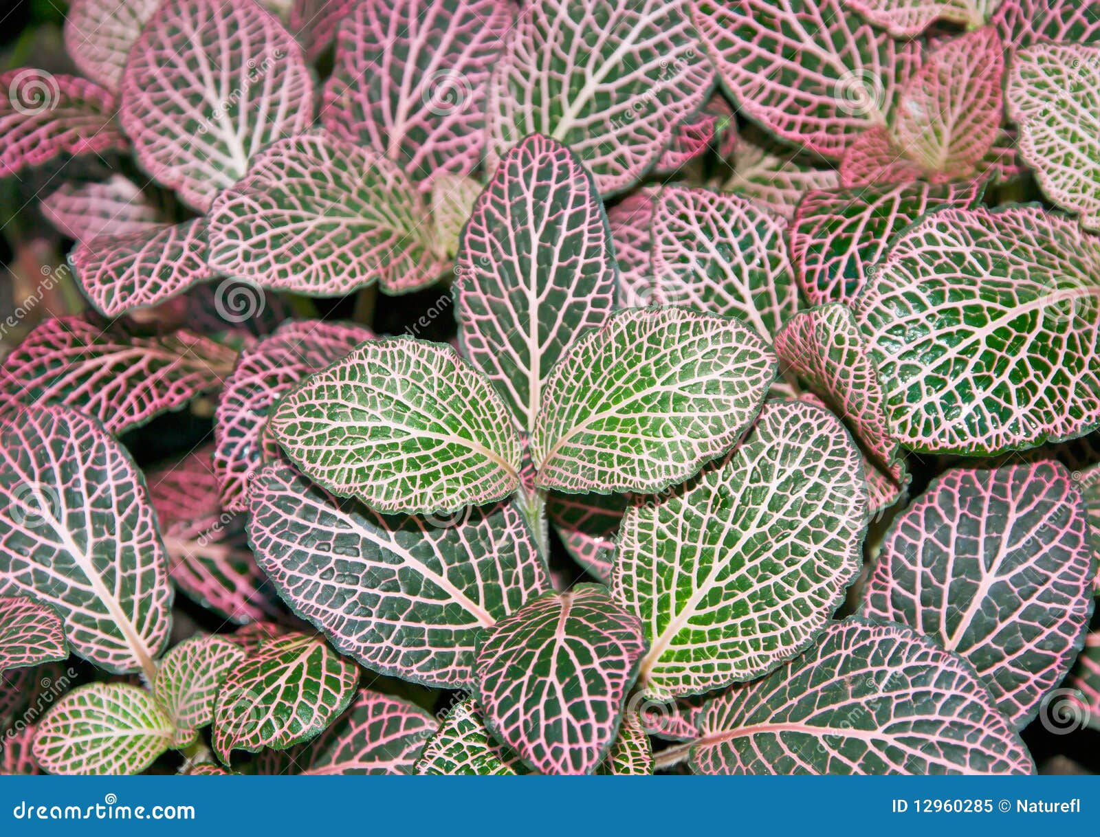 Muchas Hojas Del Color De Rosa Imagen de archivo - Imagen de fondo ...