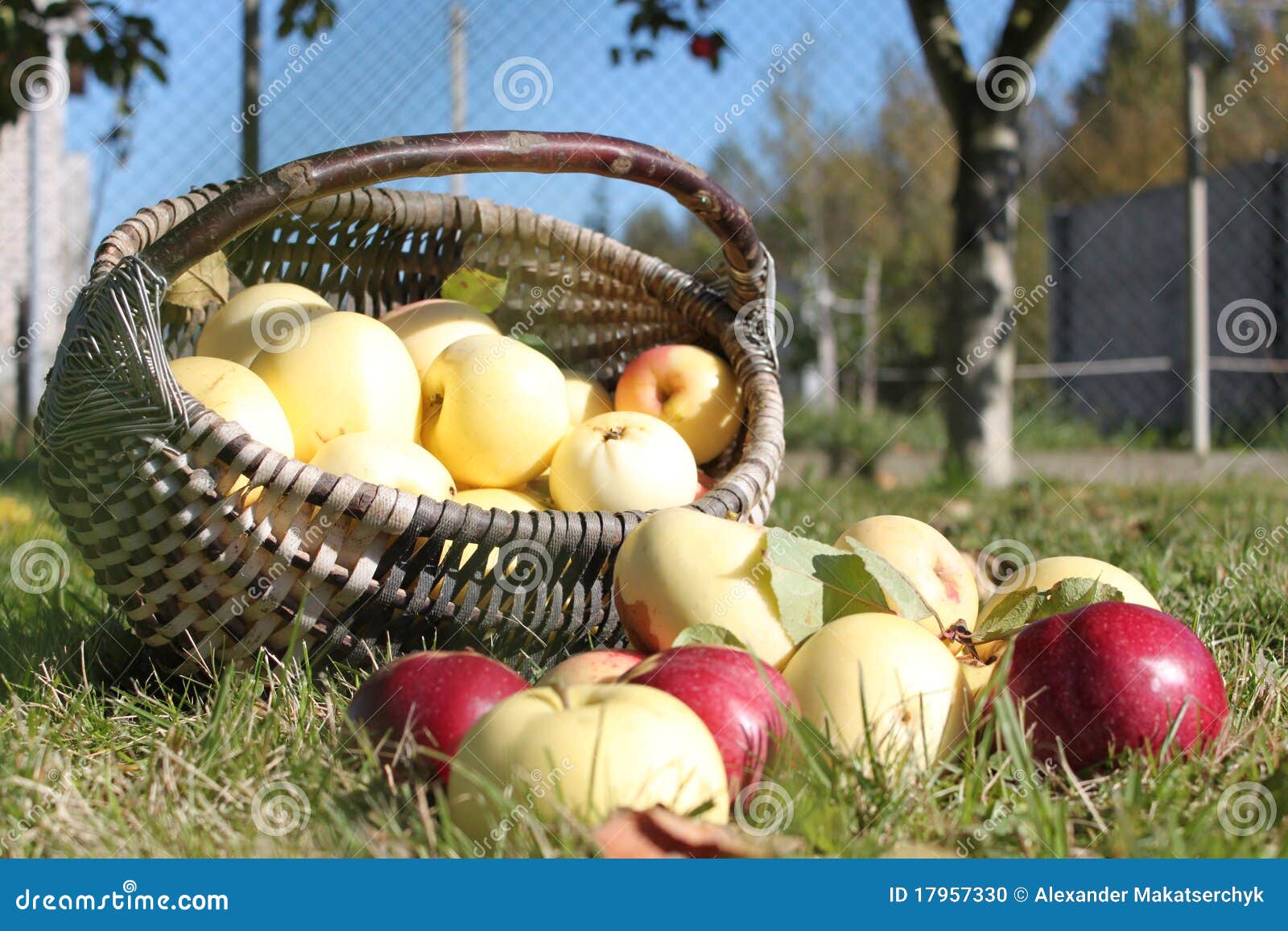 Muchas Manzanas En La Cesta Foto de archivo - Imagen de cielo, manzana ...