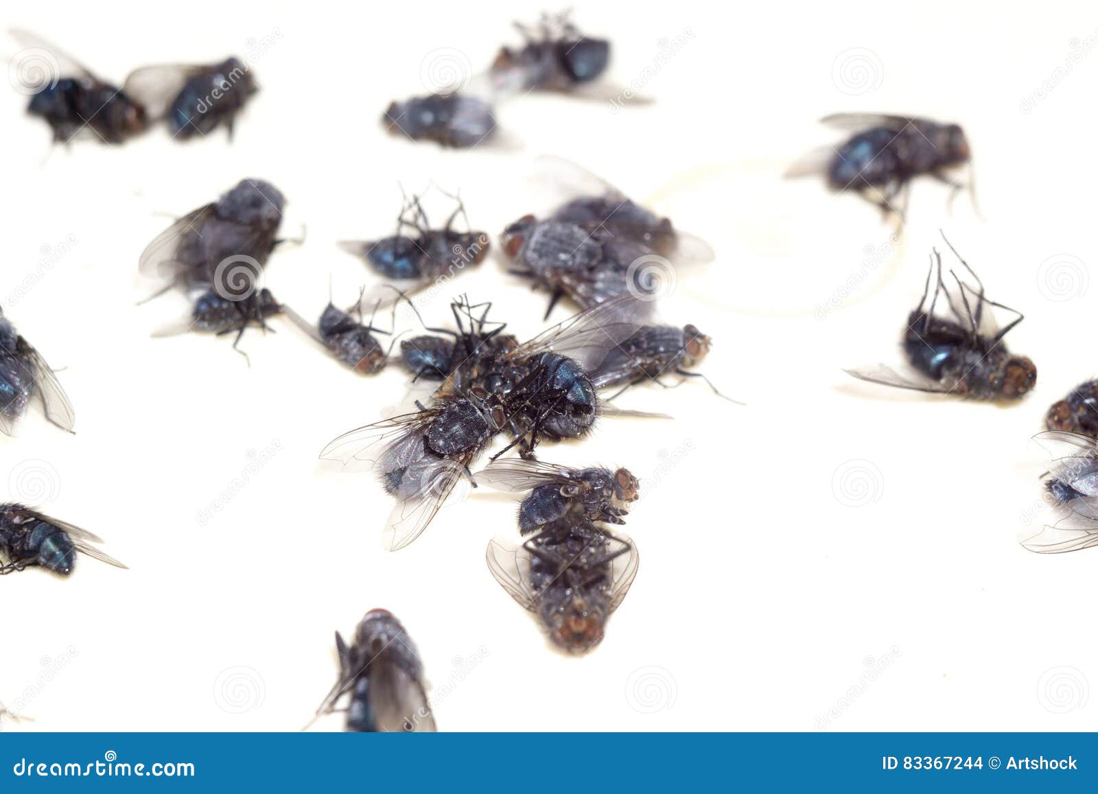 Muchas moscas congeladas foto de archivo. Imagen de macro - 83367244