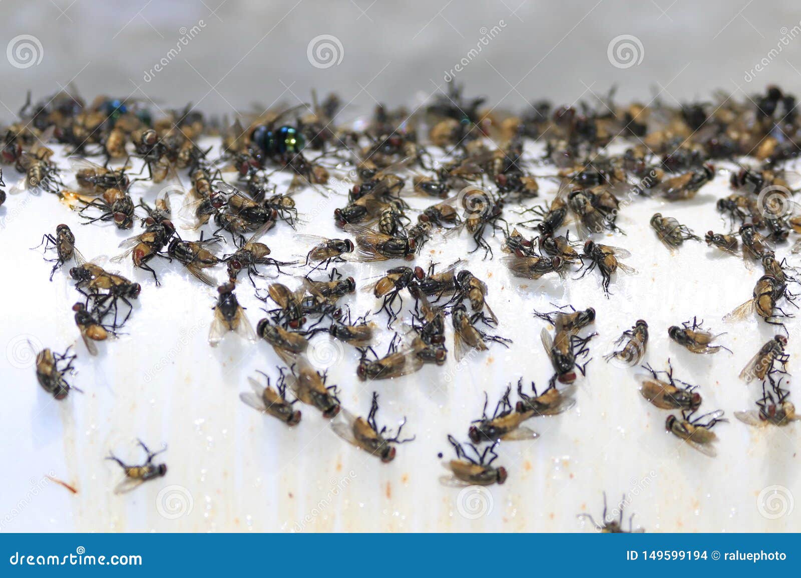 Muchas Moscas Son Trampas Del Pegamento Foto de archivo - Imagen de ...