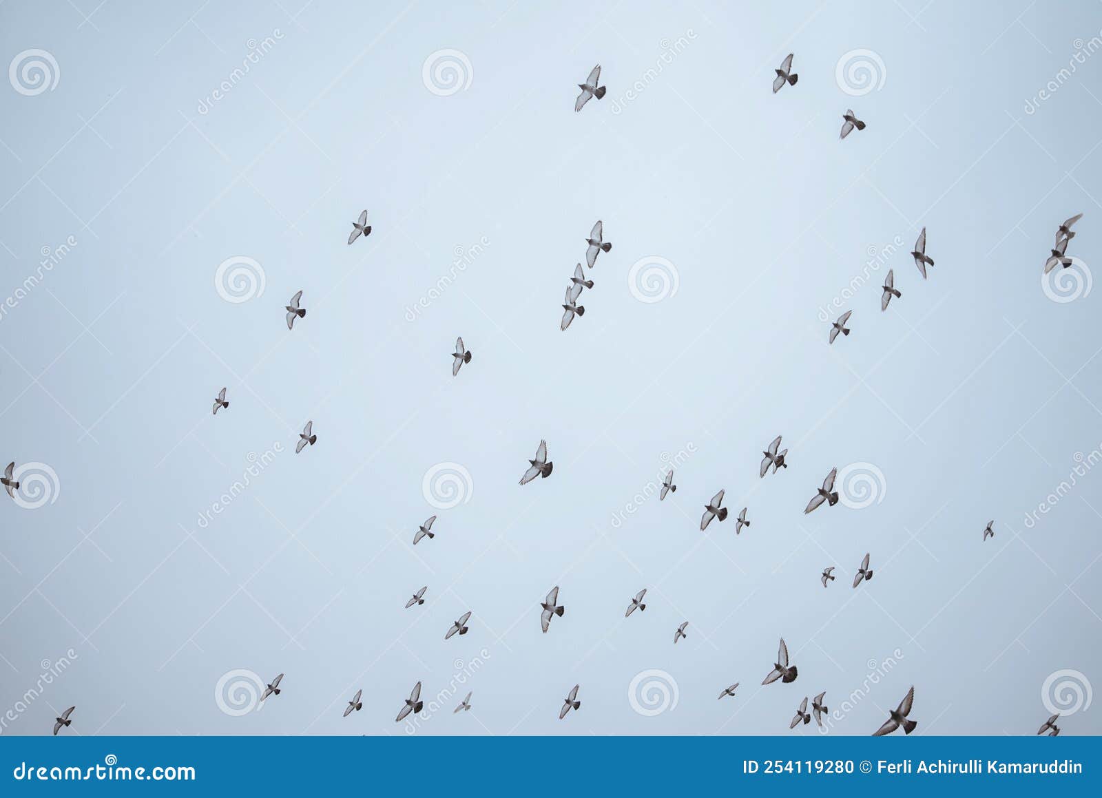 Muchas Palomas Volando En Cielo Gris Foto de archivo - Imagen de ...