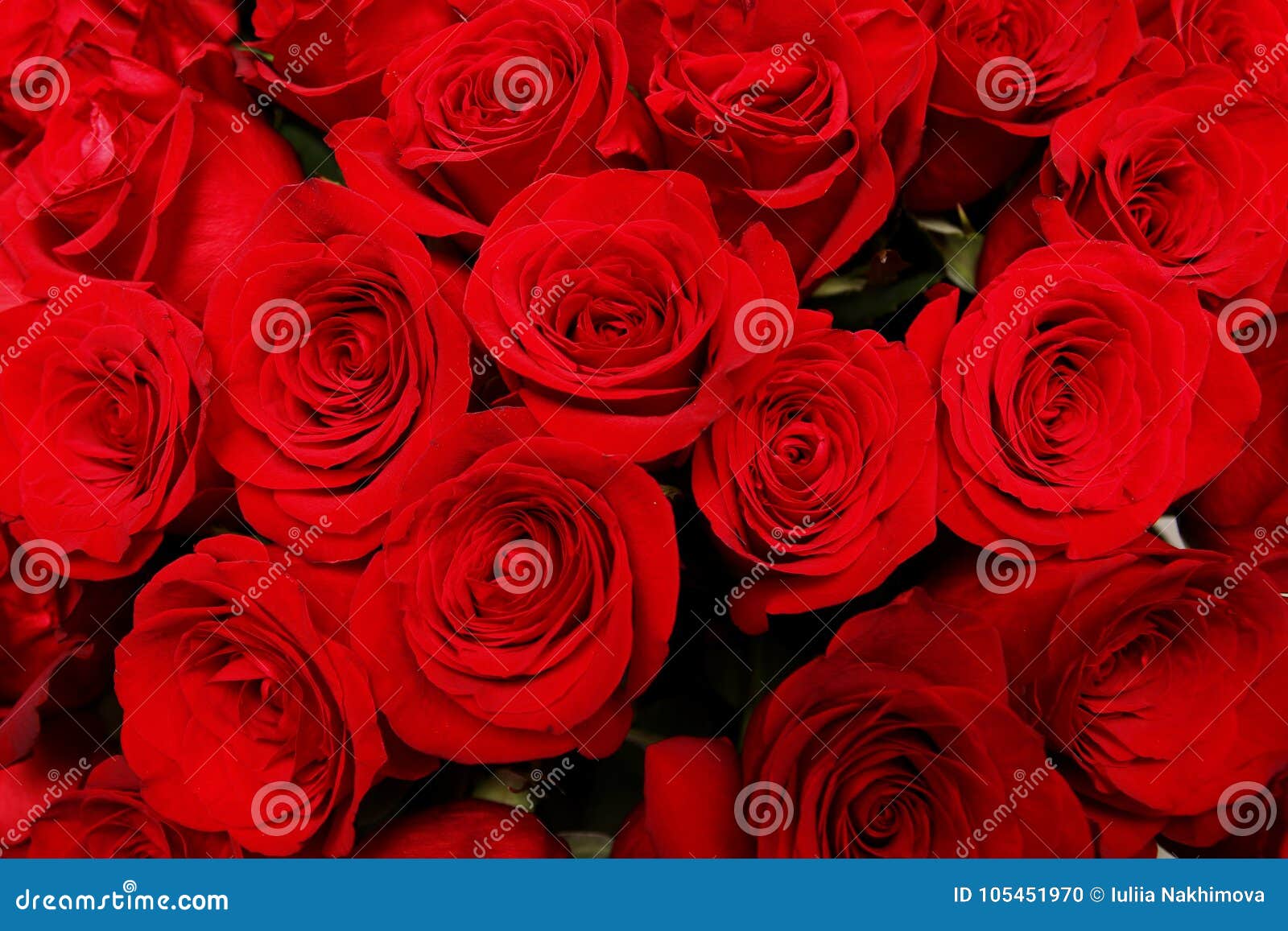 Muchas rosas rojas foto de archivo. Imagen de rojo, cierre - 105451970