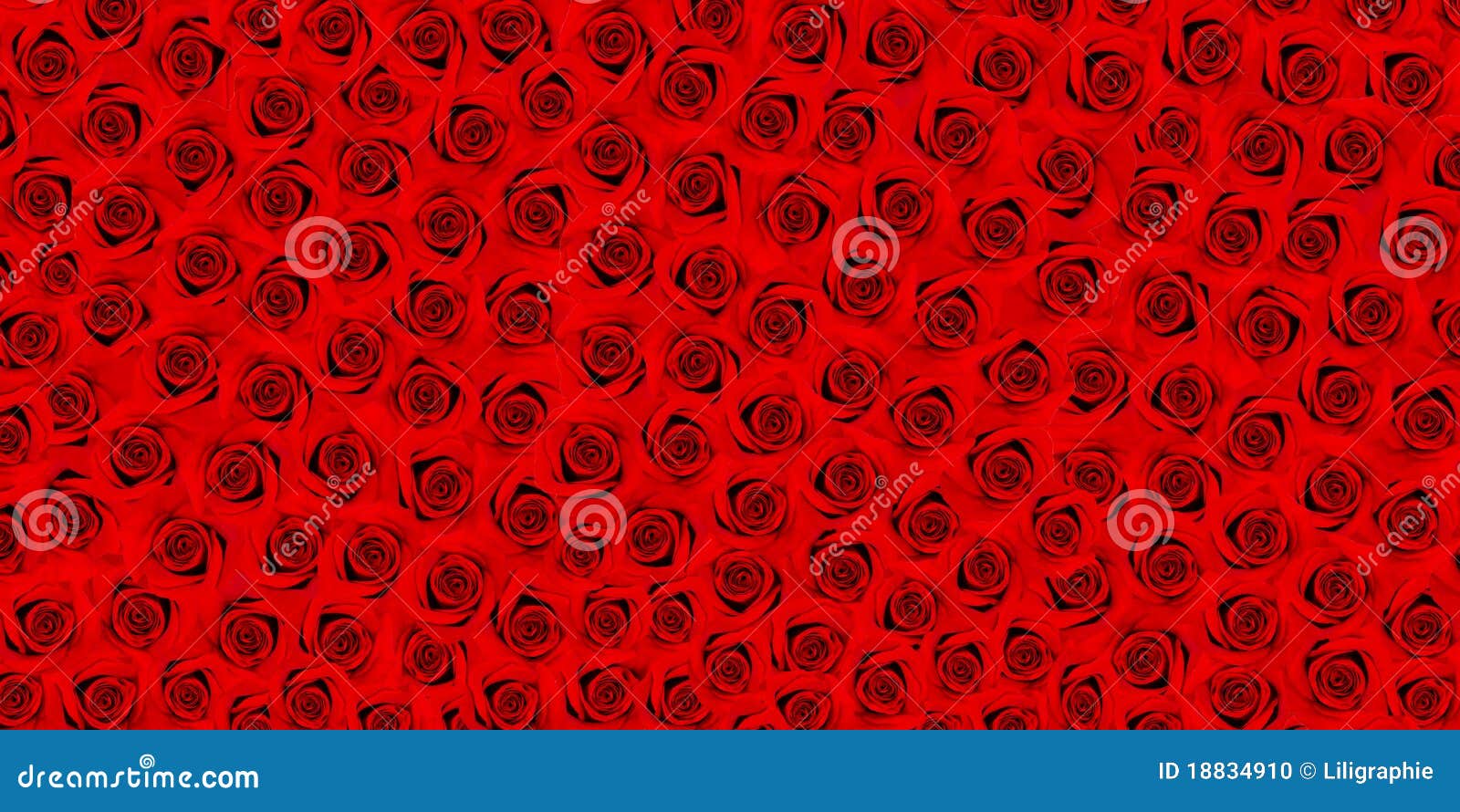 Muchas rosas rojas foto de archivo. Imagen de amor, hermoso - 18834910