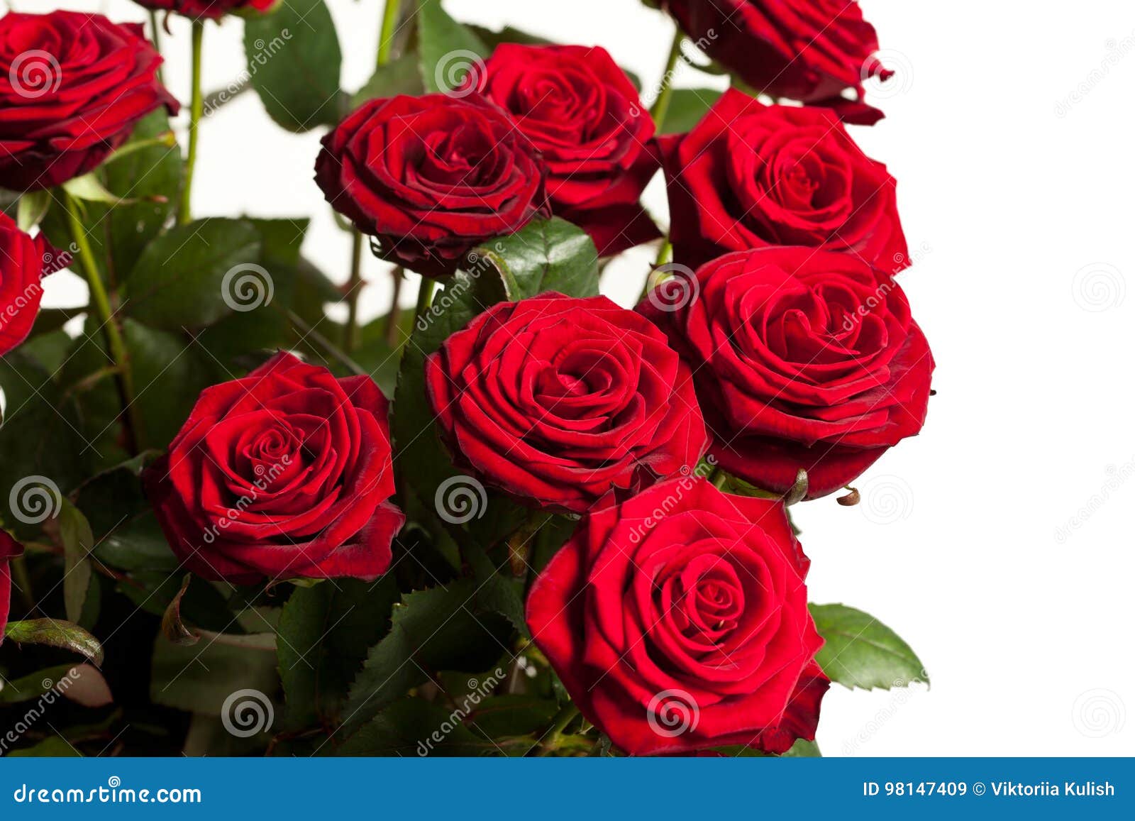 Muchas rosas rojas imagen de archivo. Imagen de ambiente - 98147409