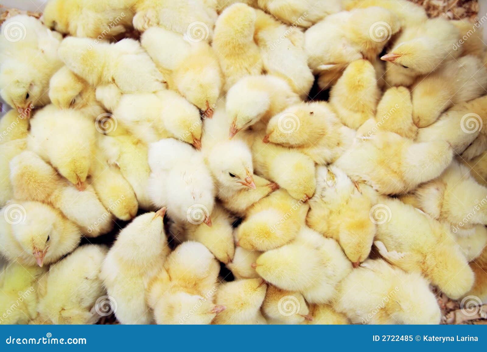 Mucho el amarillo chiken imagen de archivo. Imagen de agricultura - 2722485