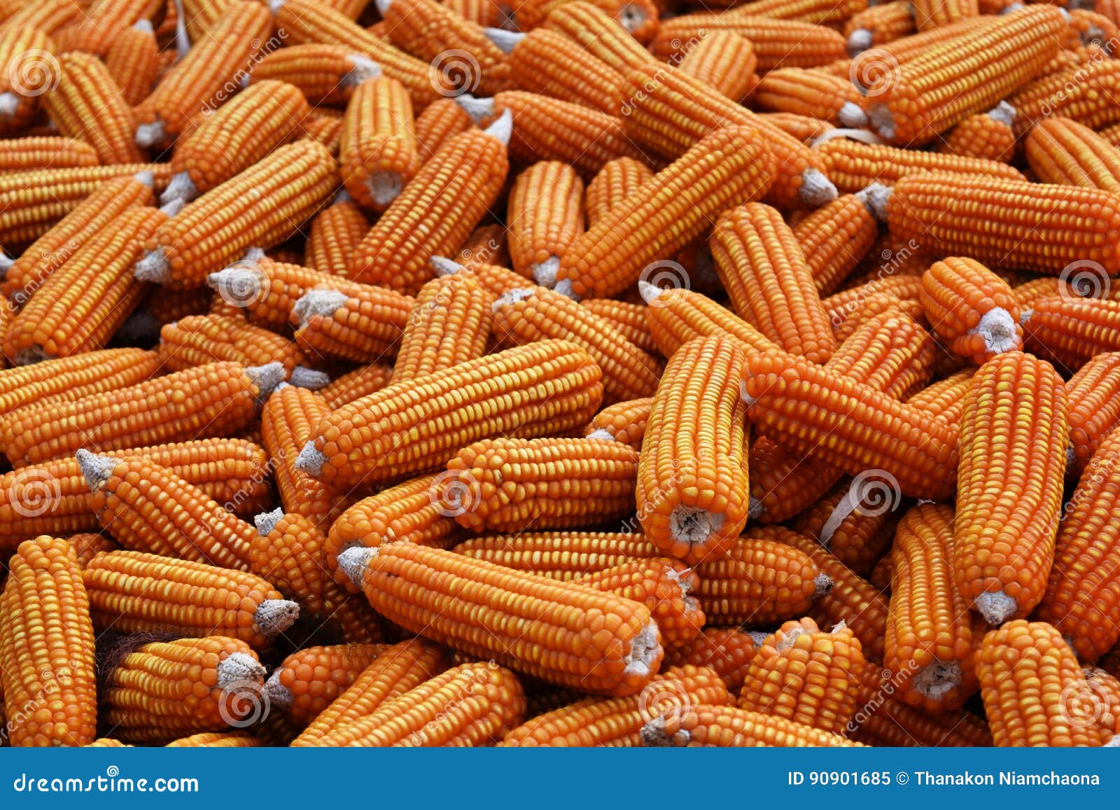 Mucho maíz seco imagen de archivo. Imagen de dorado, germen - 90901685